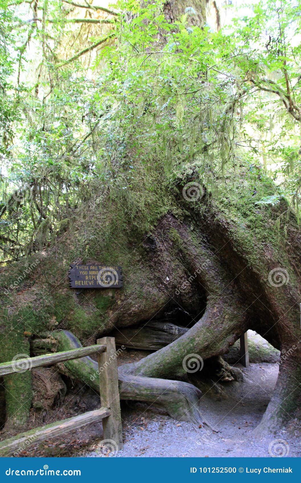 Octopus Tree With Multiple Trunks Royalty-Free Stock Photo ...