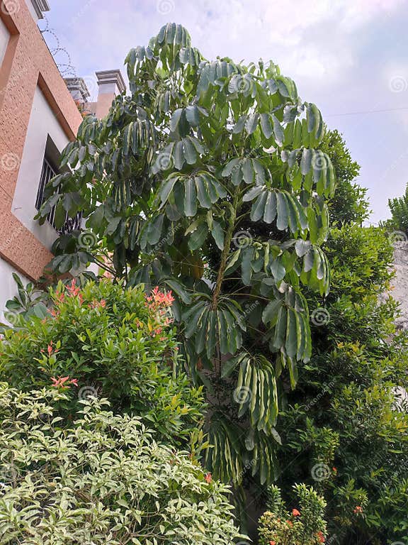 Octopus Tree Whose Leaves Slightly Dangle in a Circle Resembling an ...