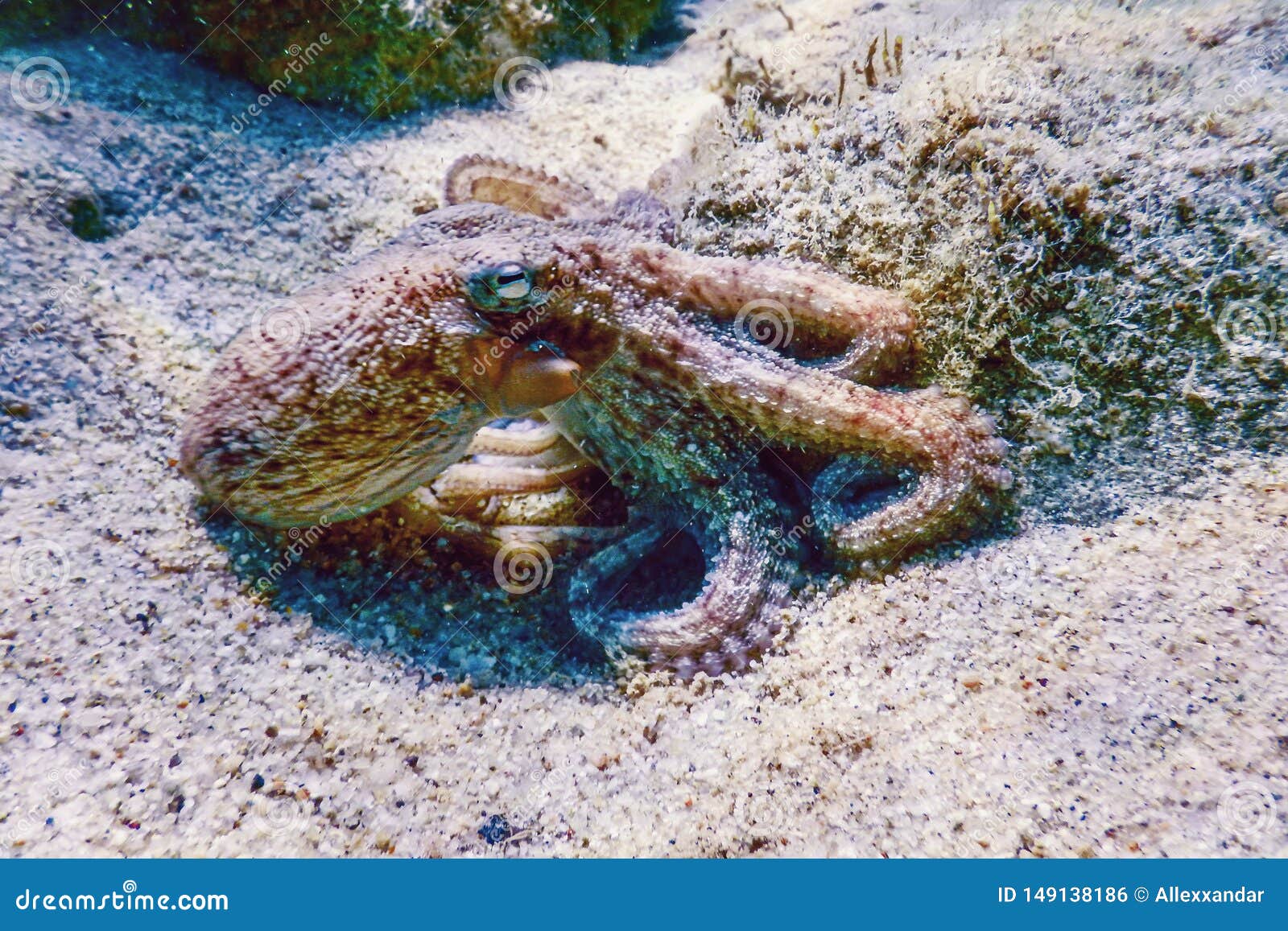 Octopus on tropical reef stock photo. Image of natural - 149138186