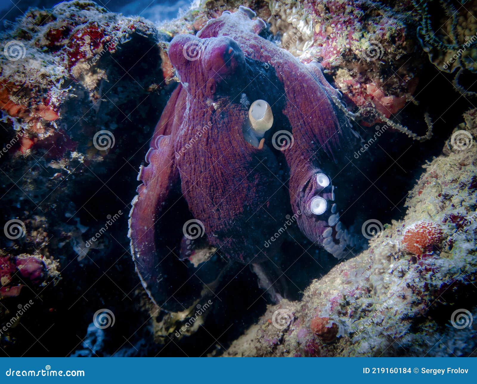 Octopus Turns Maroon at the Bottom of the Indian Ocean Stock Photo ...