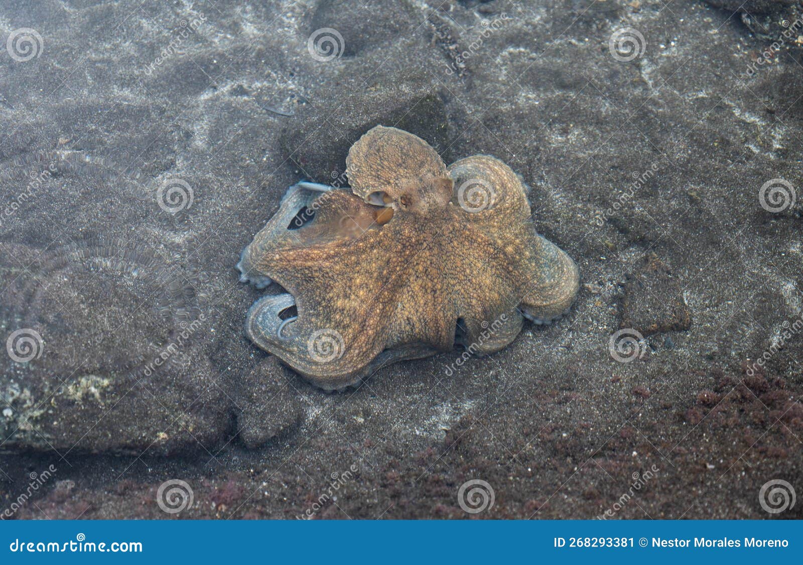 Octopus Under the Surface Sea Stock Image - Image of rocks, octopus ...