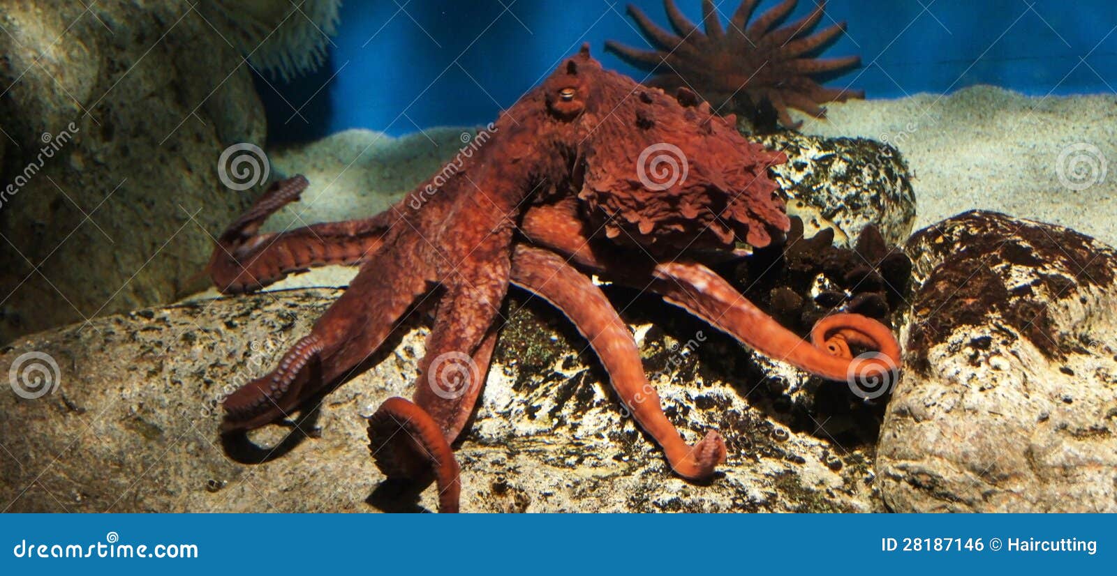 Octopus underwater stock photo. Image of bottom, arms - 28187146