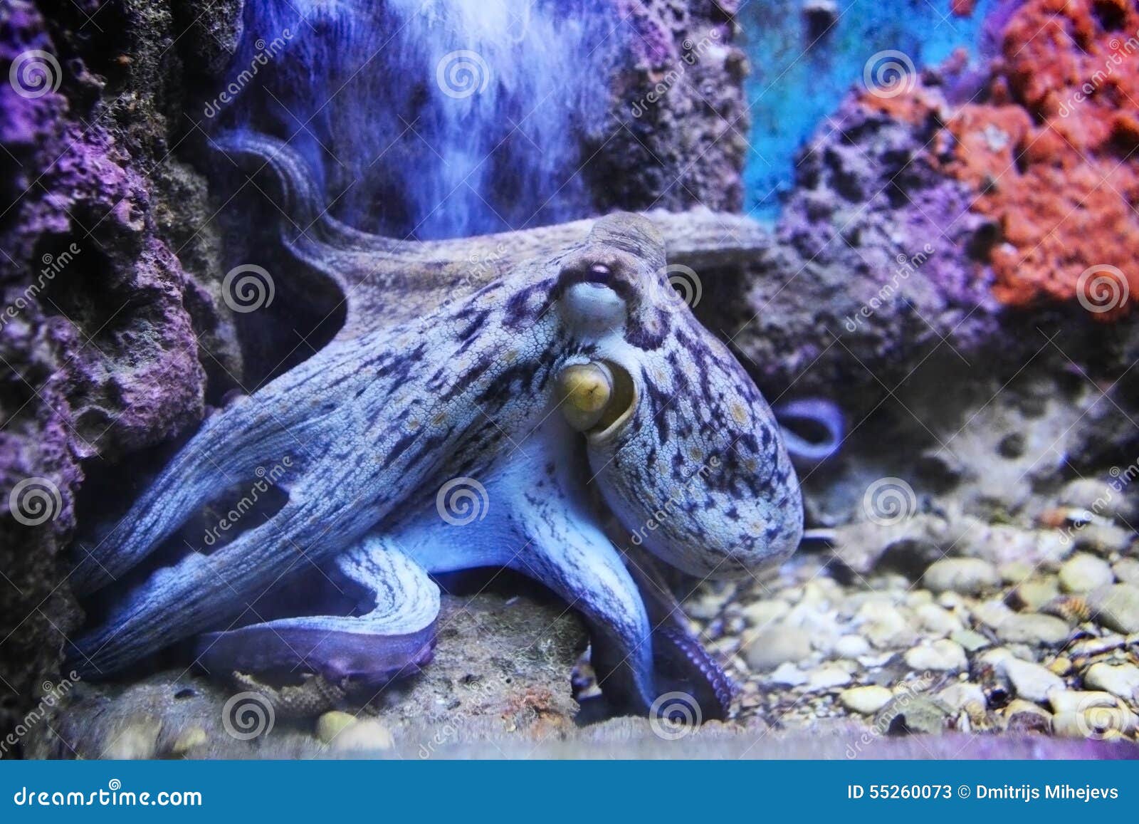 Octopus stock image. Image of multi, animal, invertebrate - 55260073