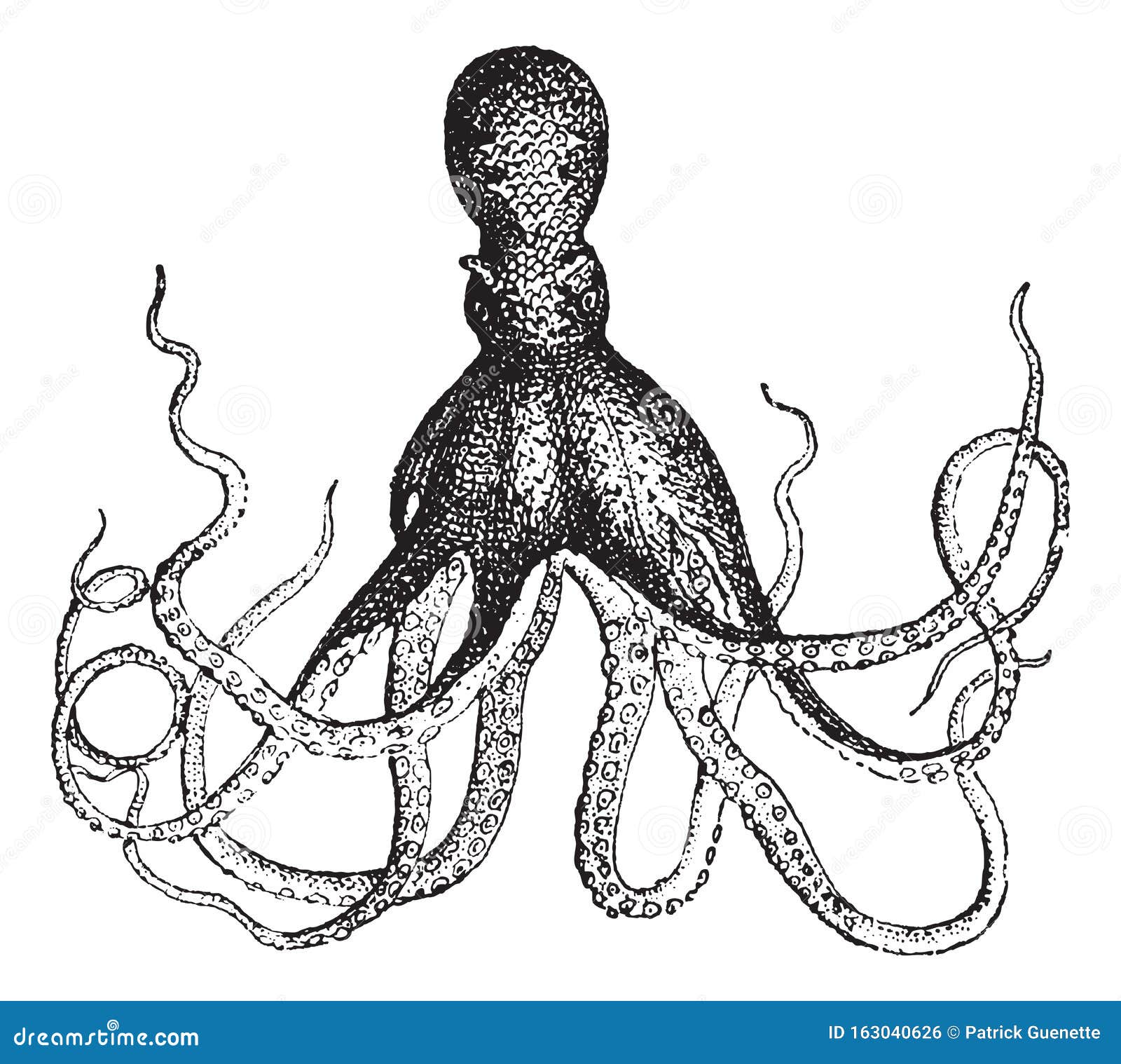 Octopus, vintage engraving stock vector. Illustration of black - 163040626