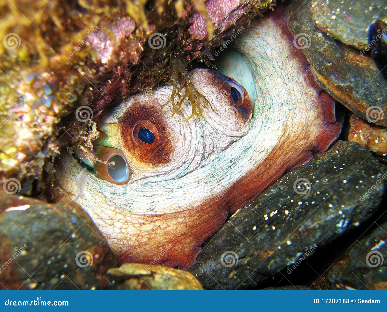 Octopus vulgaris stock photo. Image of dive, marine, rock - 17287188