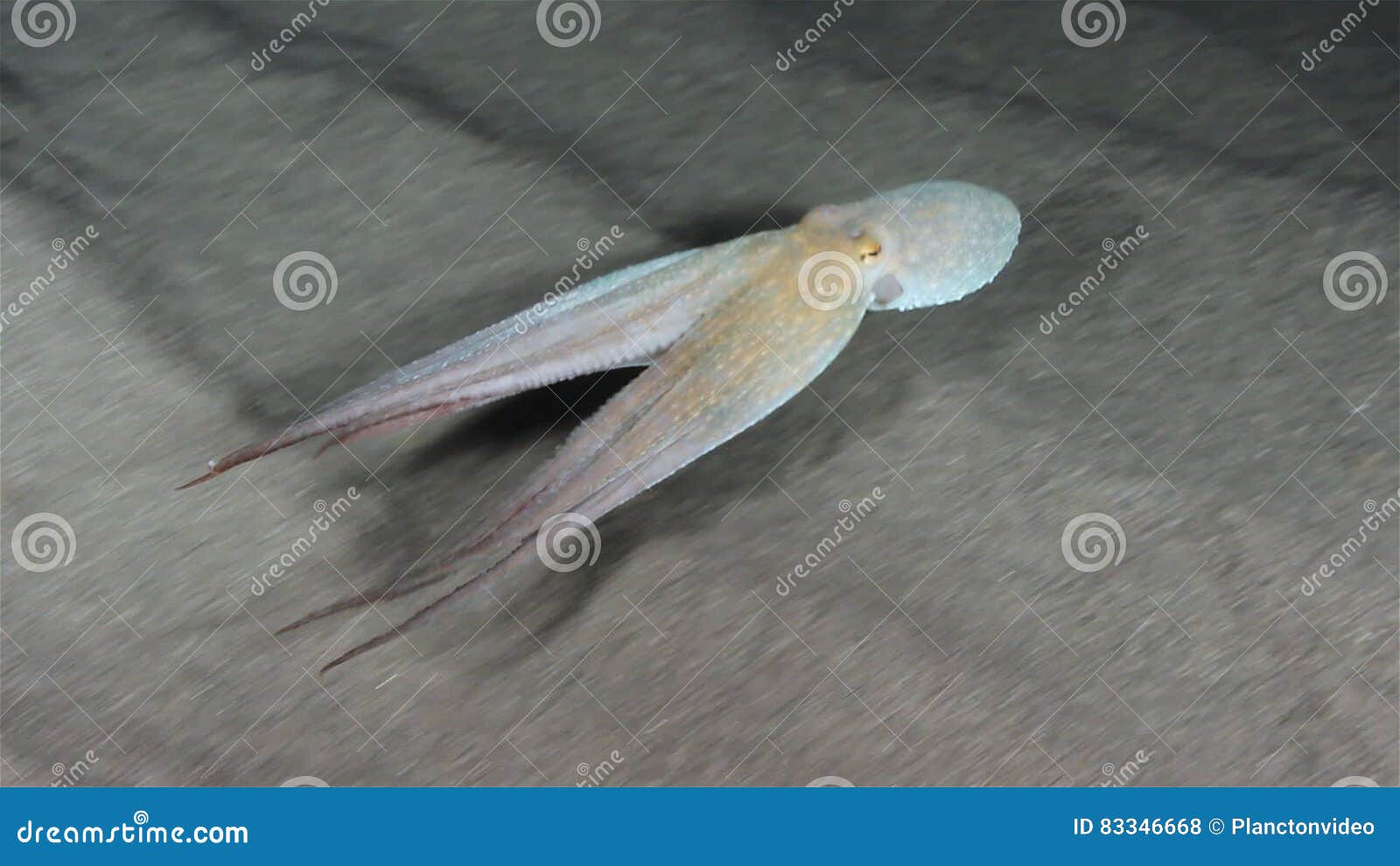 Mediterranean Stock Footage & Videos - 138,749 Stock Videos