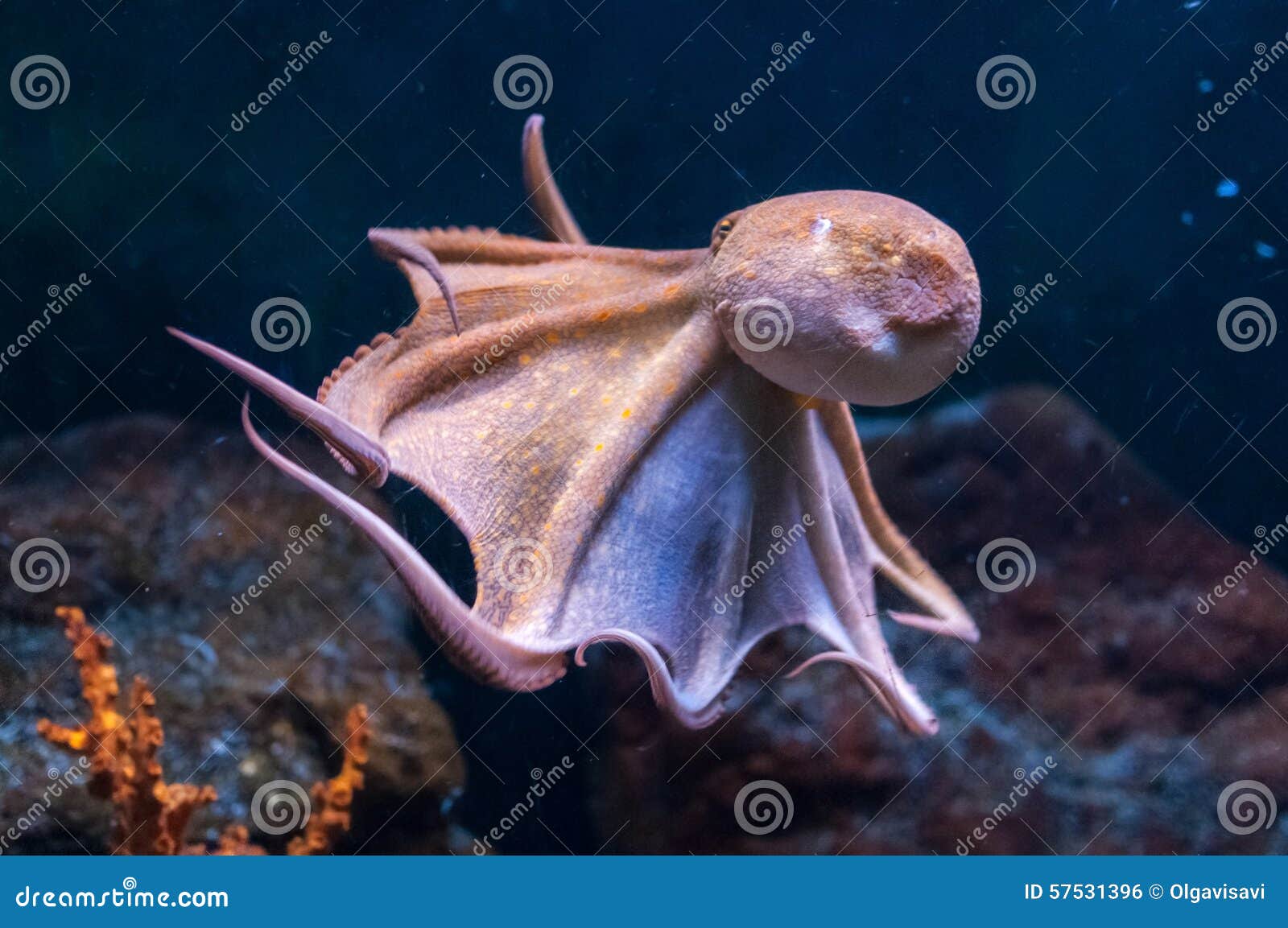Octopus in water stock photo. Image of nature, sprutovye - 57531396