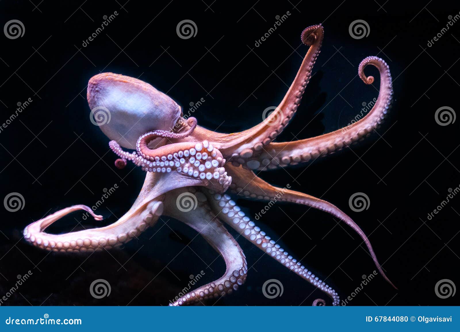 Octopus in water stock photo. Image of rocks, live, water - 67844080