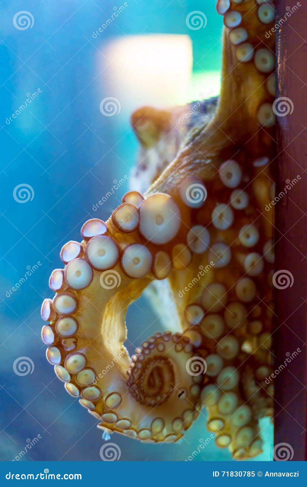 Octopus in water closeup stock image. Image of tropical - 71830785