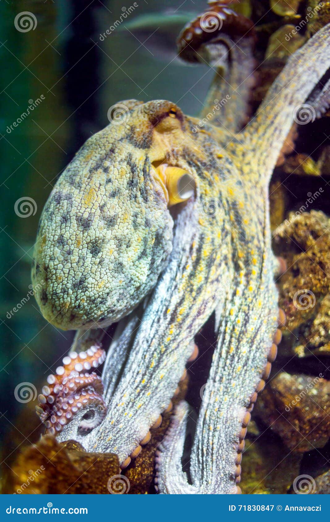Octopus in water closeup stock image. Image of octopus - 71830847