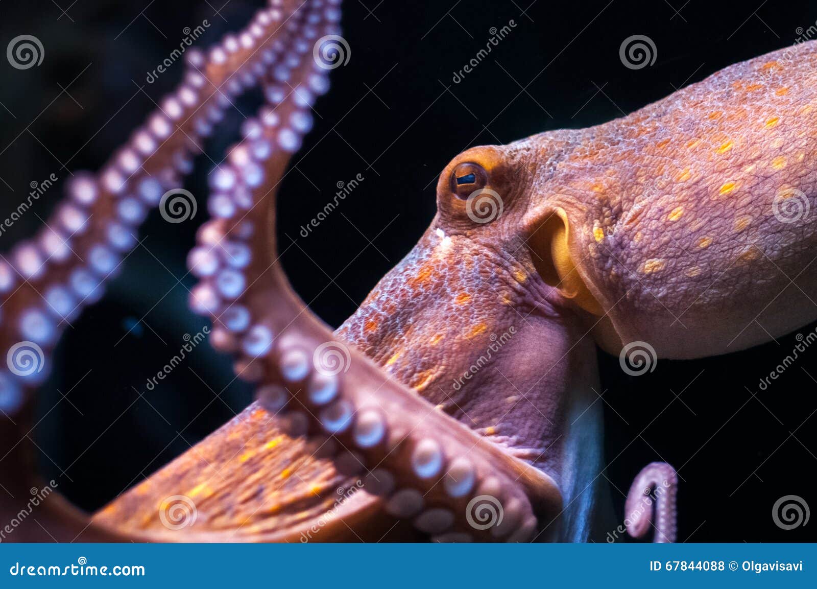 Octopus in water stock photo. Image of tentacles, single - 67844088