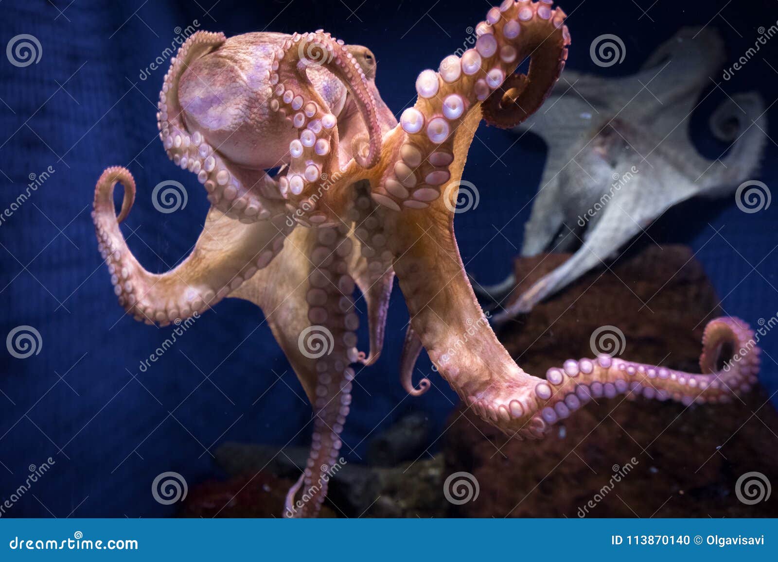 Octopus in water stock photo. Image of rocks, move, shellfish - 113870140