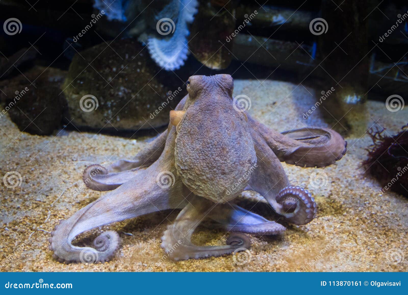 Octopus in water stock image. Image of shellfish, sprutovye - 113870161