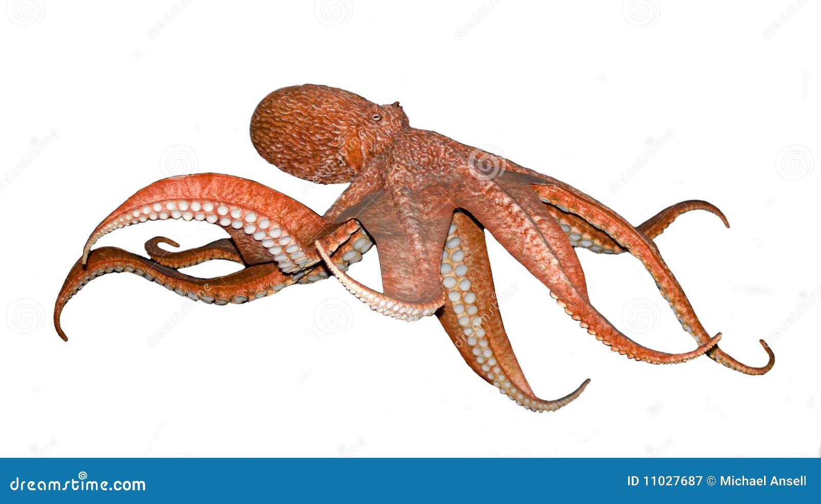 Octopus on white stock image. Image of octopus, wrapping - 11027687