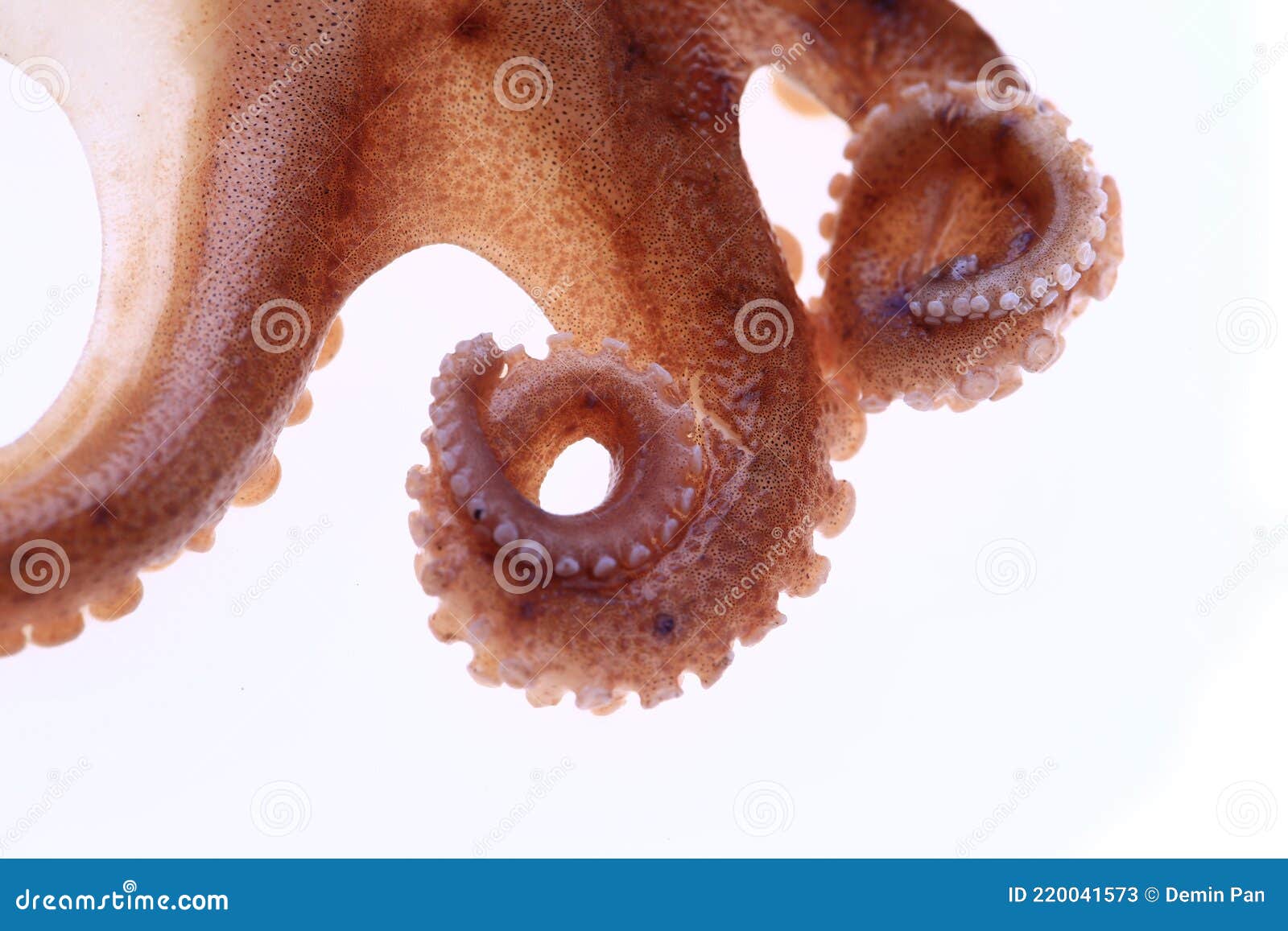 Octopus on a White Background Stock Image - Image of natural, cold ...