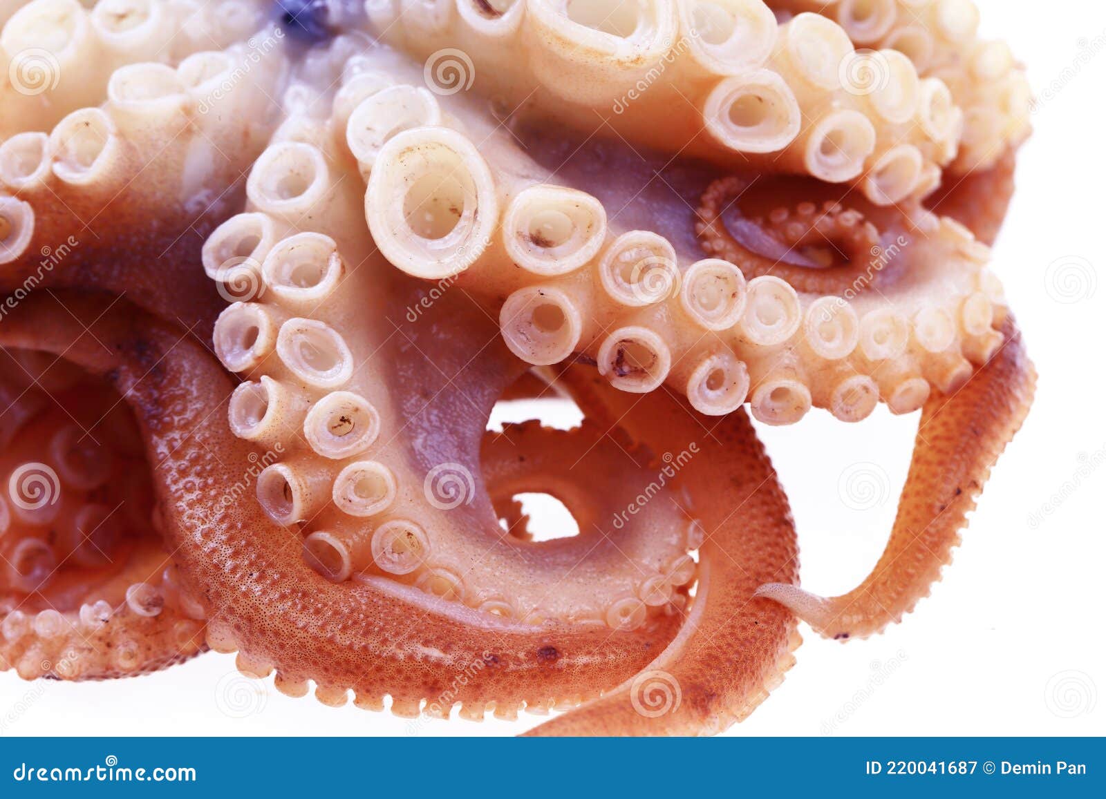 Octopus on a White Background Stock Image - Image of nature, cooking ...