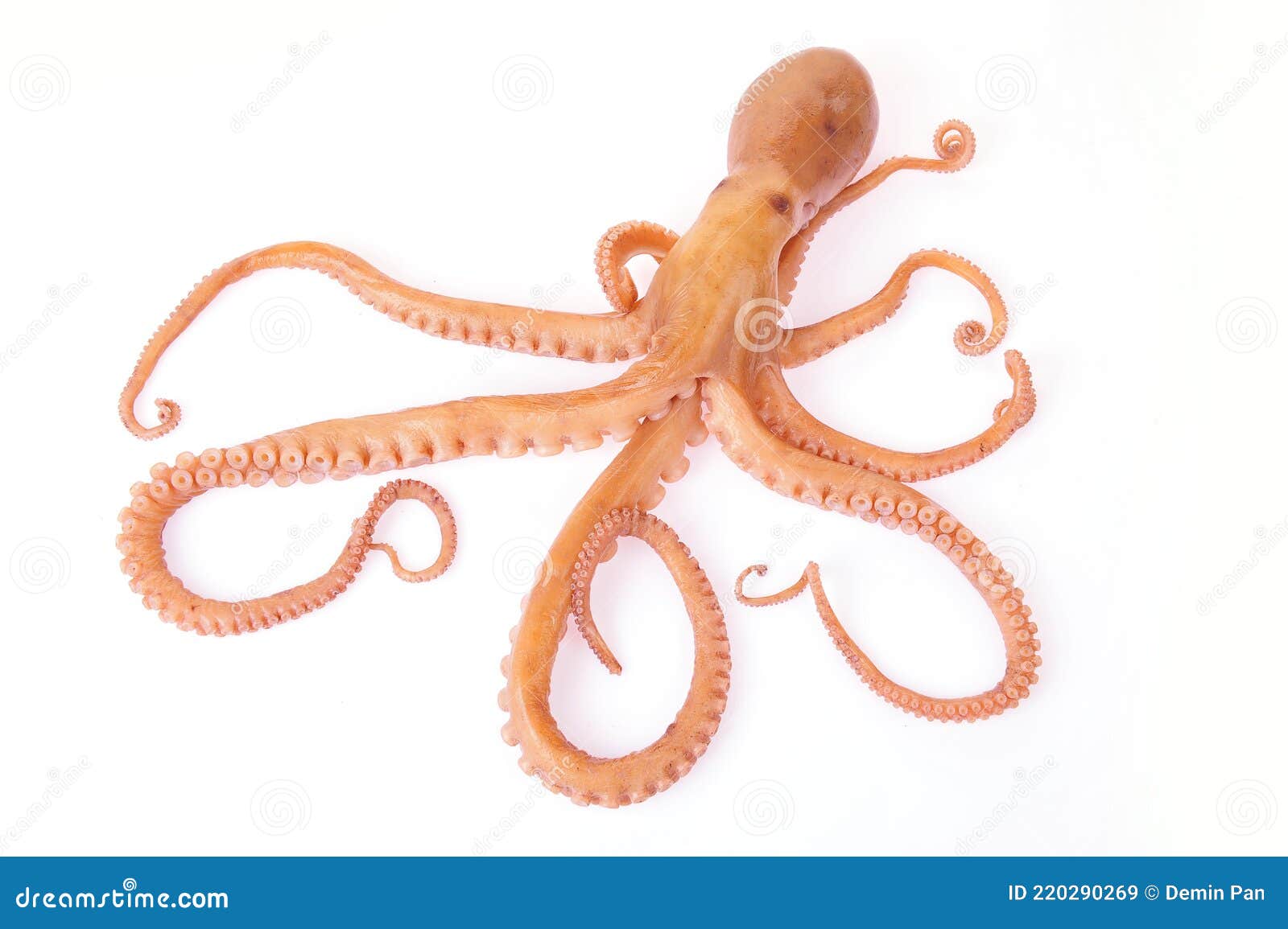 Octopus on a White Background Stock Image - Image of white, purple ...