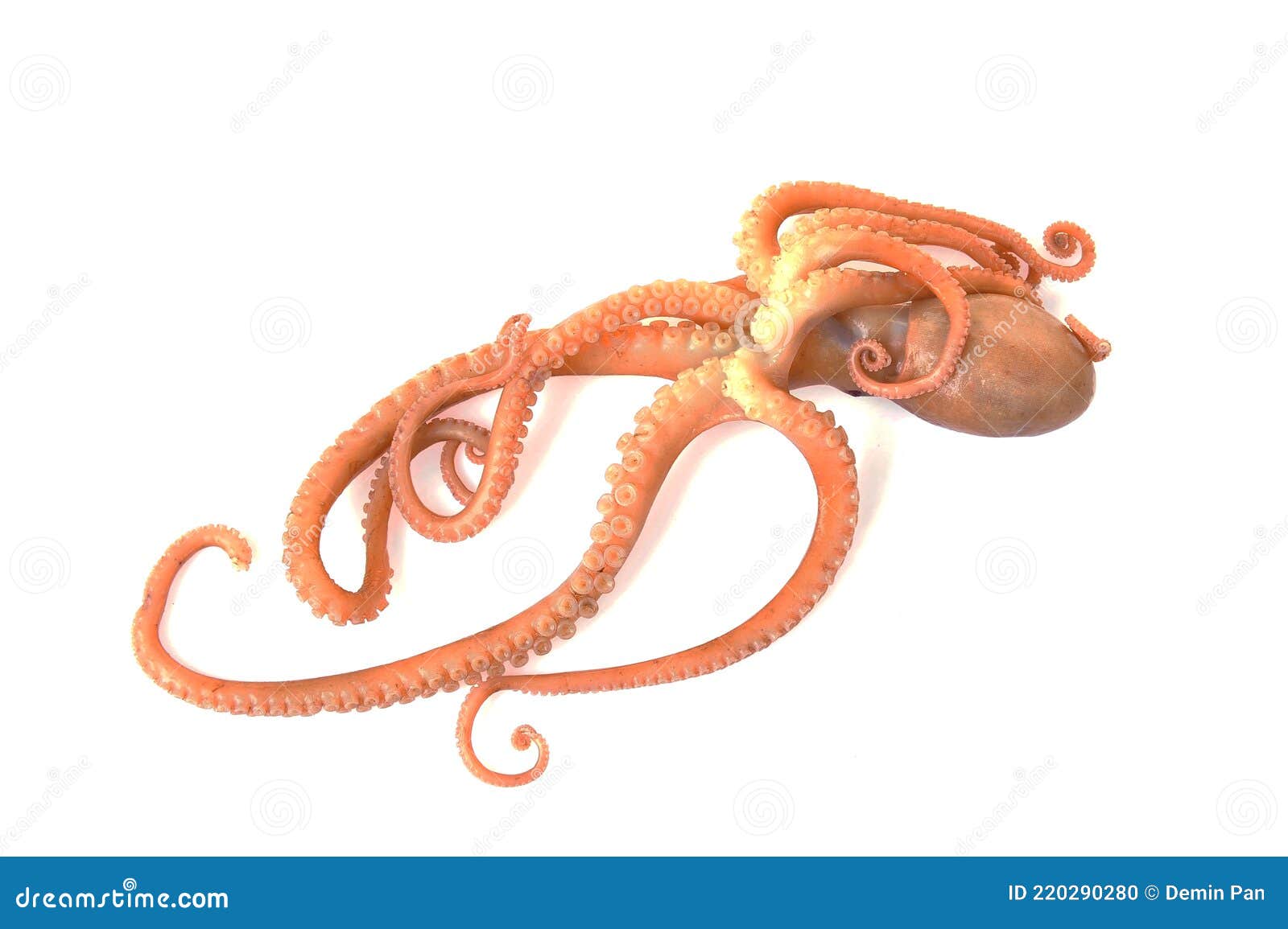 Octopus on a White Background Stock Photo - Image of natural, water ...