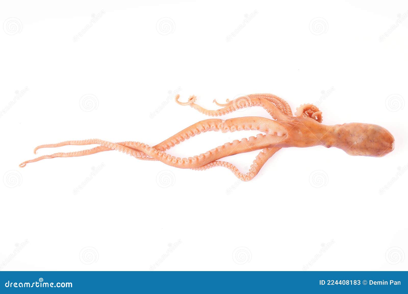 Octopus on a White Background Stock Image - Image of nature, snacks ...