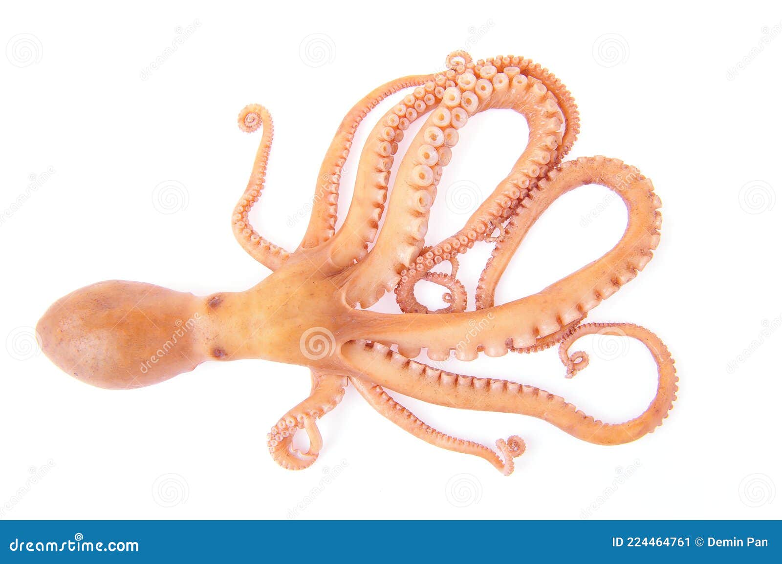 Octopus on a White Background Stock Image - Image of composition, cold ...