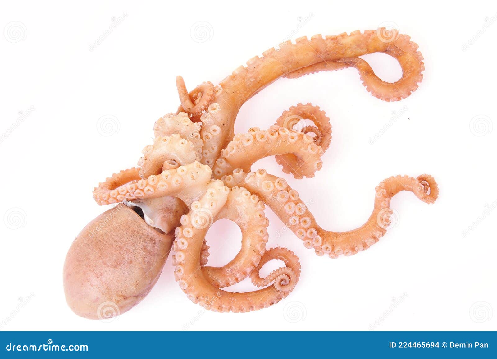 Octopus on a White Background Stock Photo - Image of cups, white: 224465694