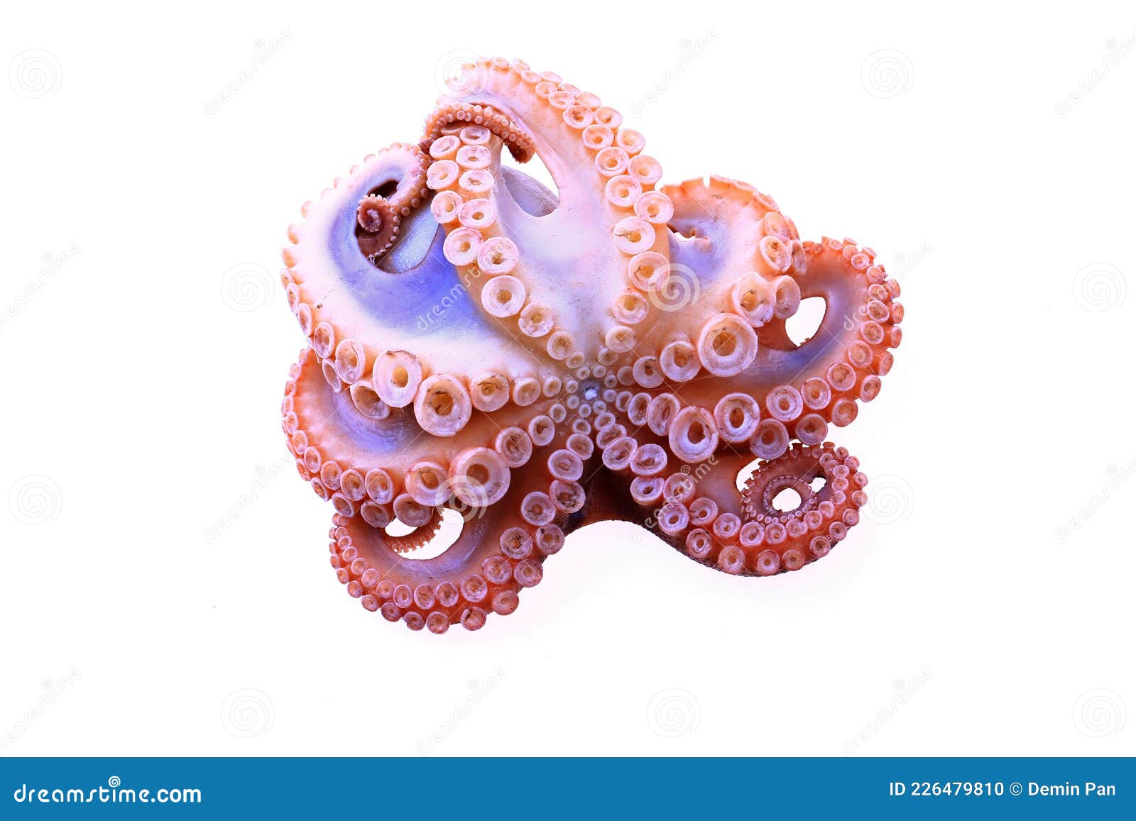 Octopus on a White Background Stock Photo - Image of nature, state ...