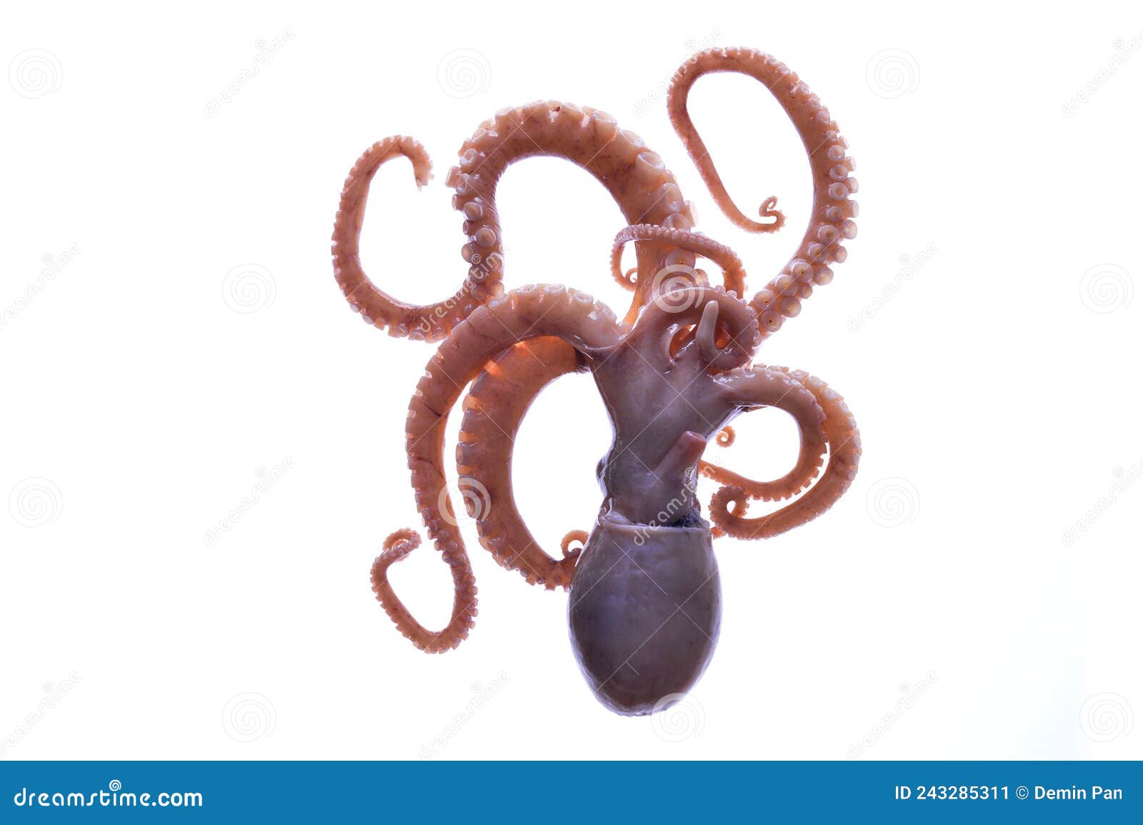 Octopus on a White Background Stock Image - Image of mollusks, cooking ...