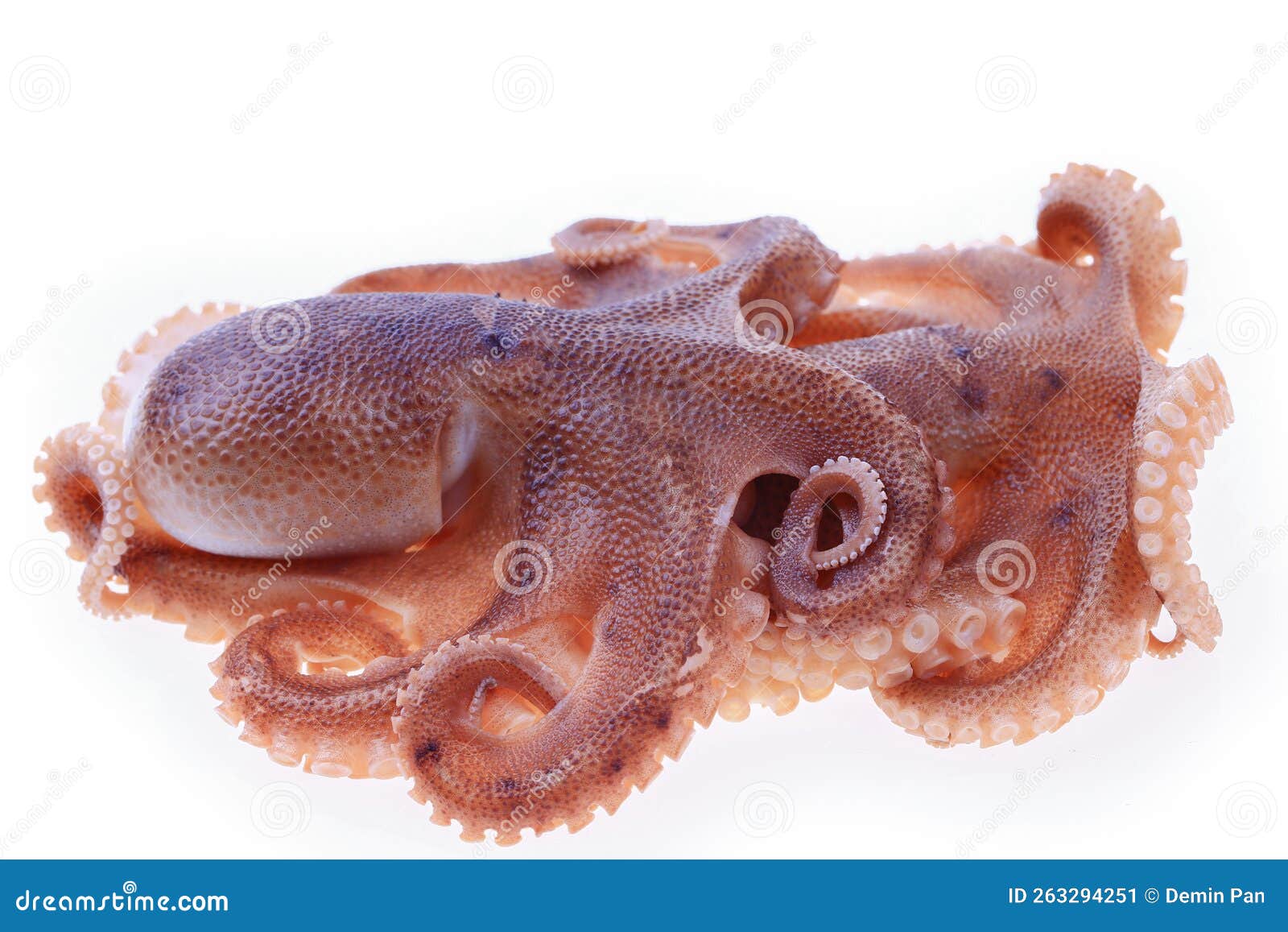 Octopus on a White Background Stock Image - Image of sushi, cups: 263294251