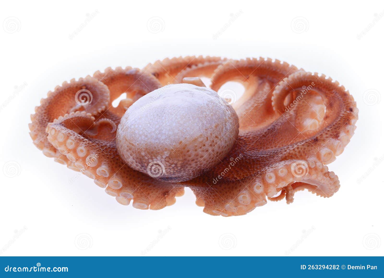 Octopus on a White Background Stock Photo - Image of white, sushi ...