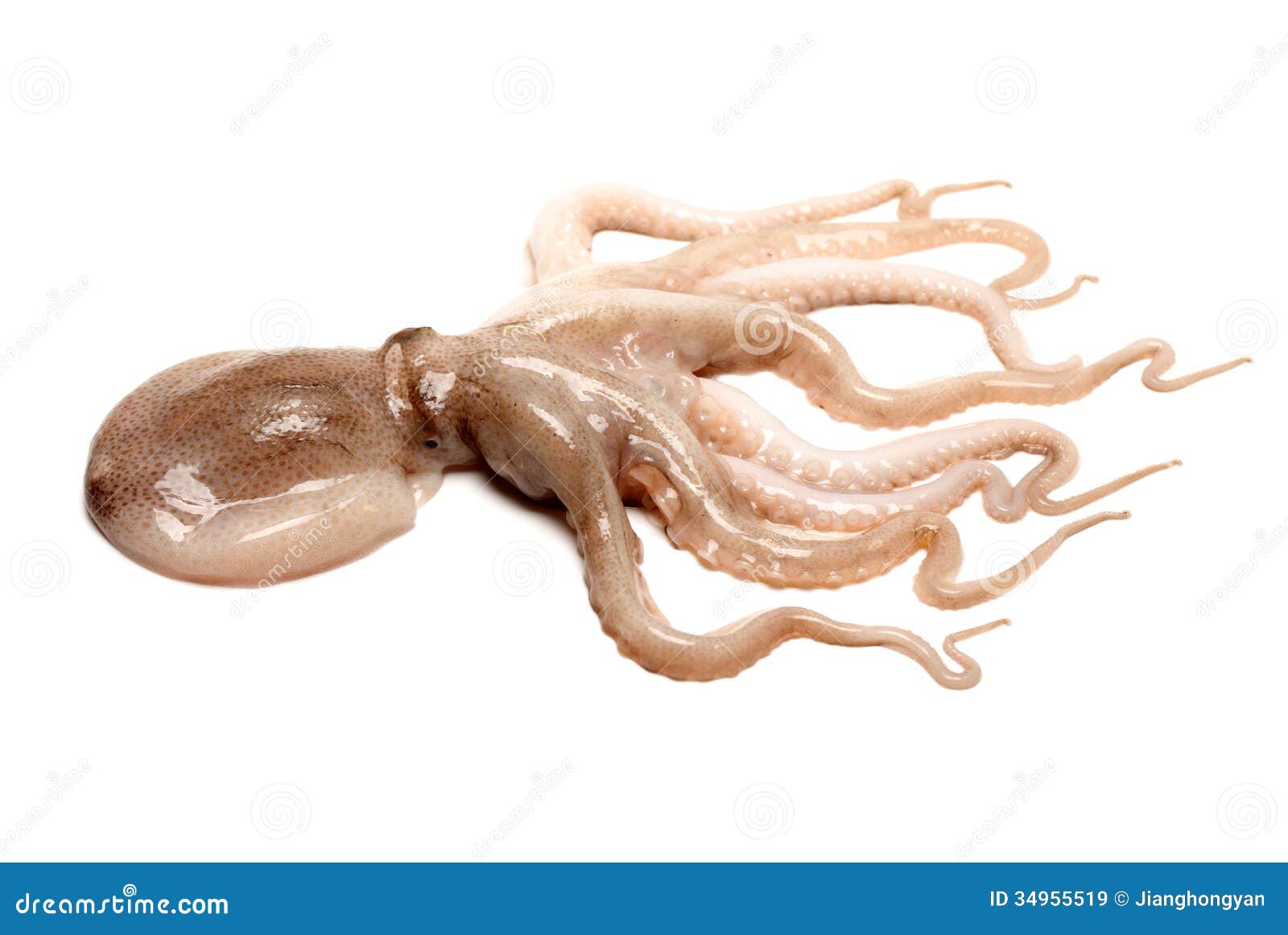 Octopus stock image. Image of white, akashi, studio, marine - 34955519