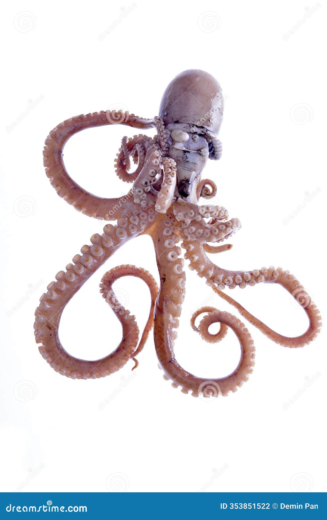 Octopus on a White Background Stock Illustration - Illustration of ...