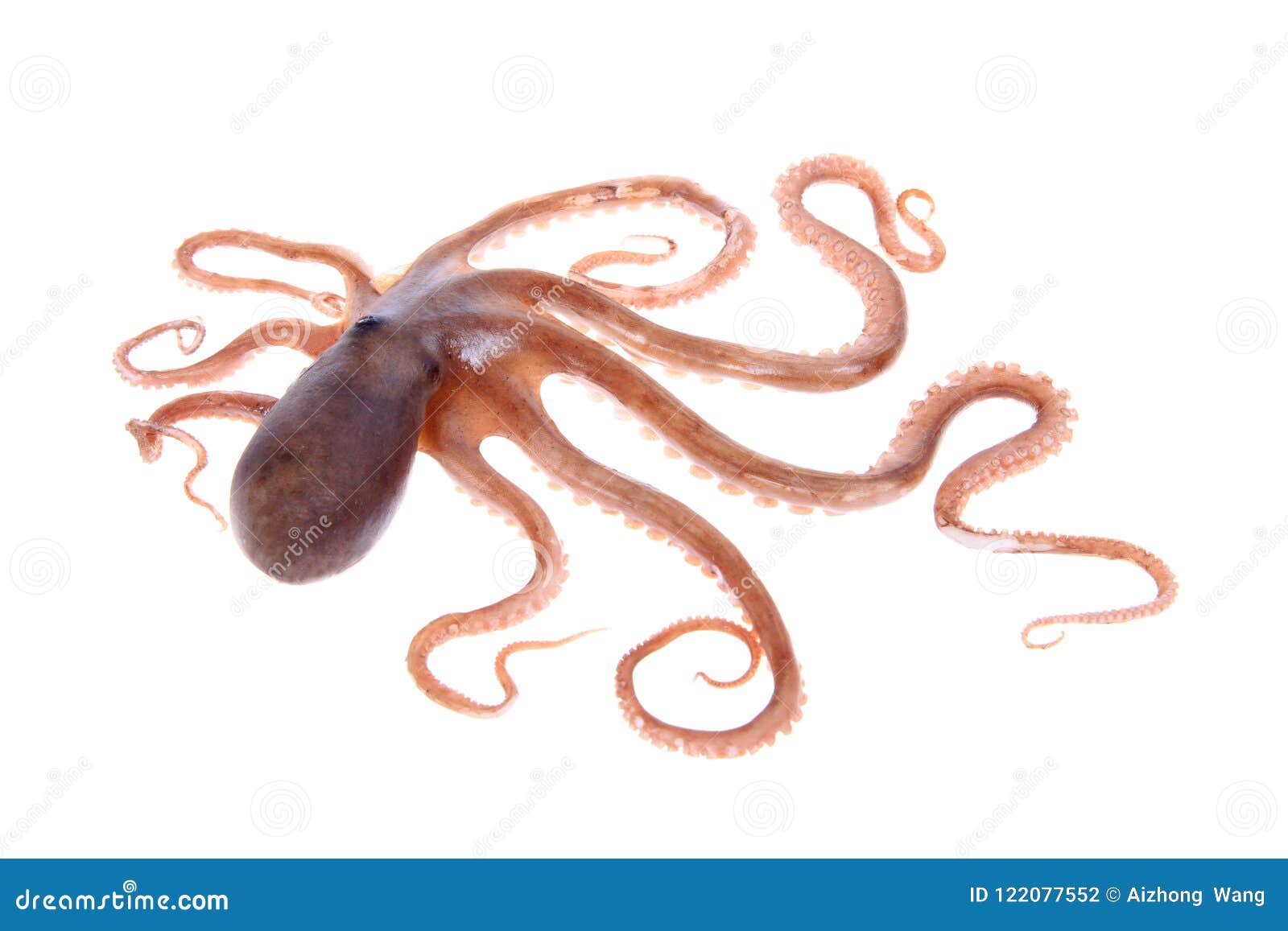 Octopus stock photo. Image of purple, background, natural - 122077552