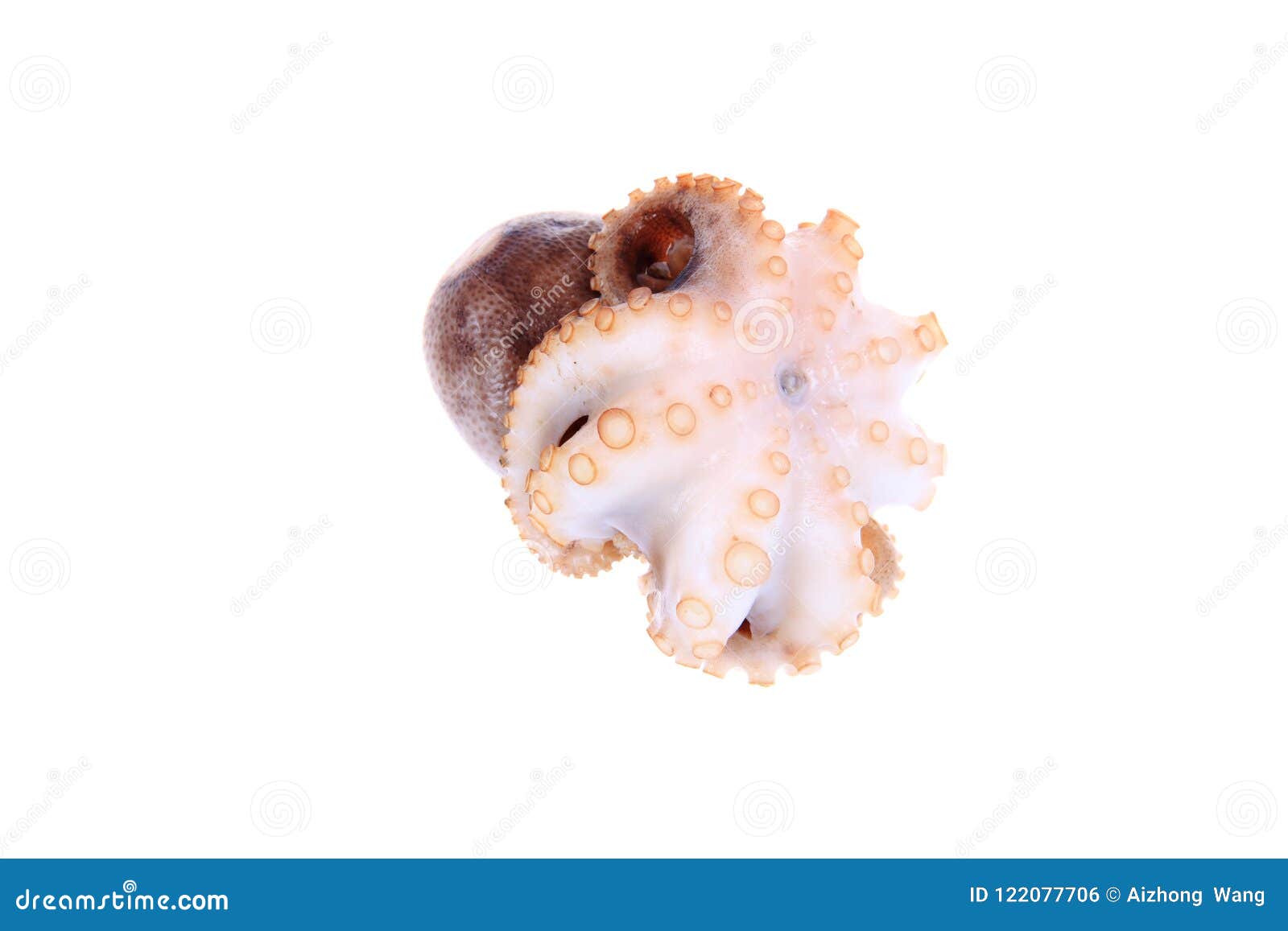 Octopus stock photo. Image of life, cephalopod, meal - 122077706