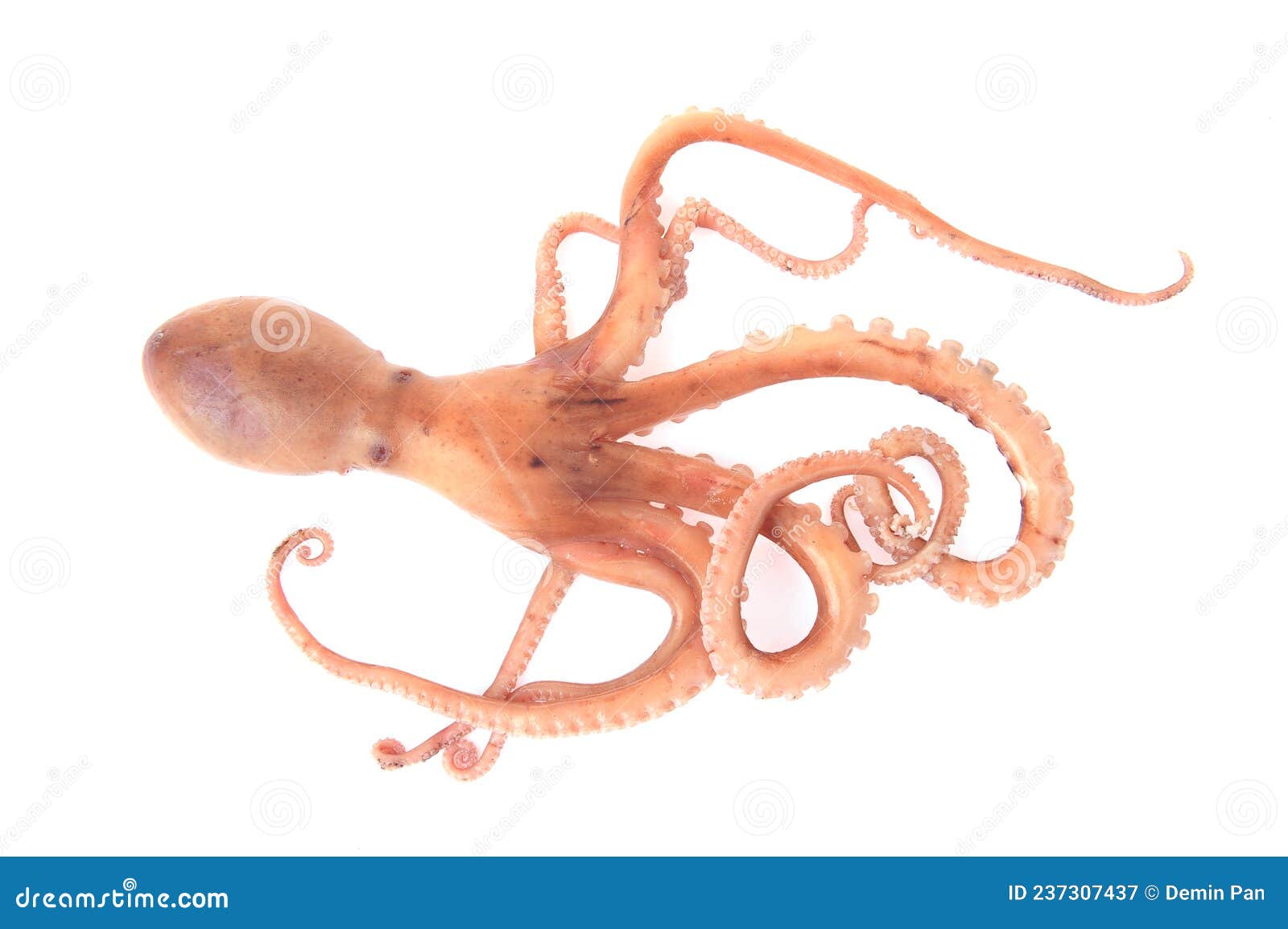 Octopus on a White Background Stock Image - Image of healthy, natural ...