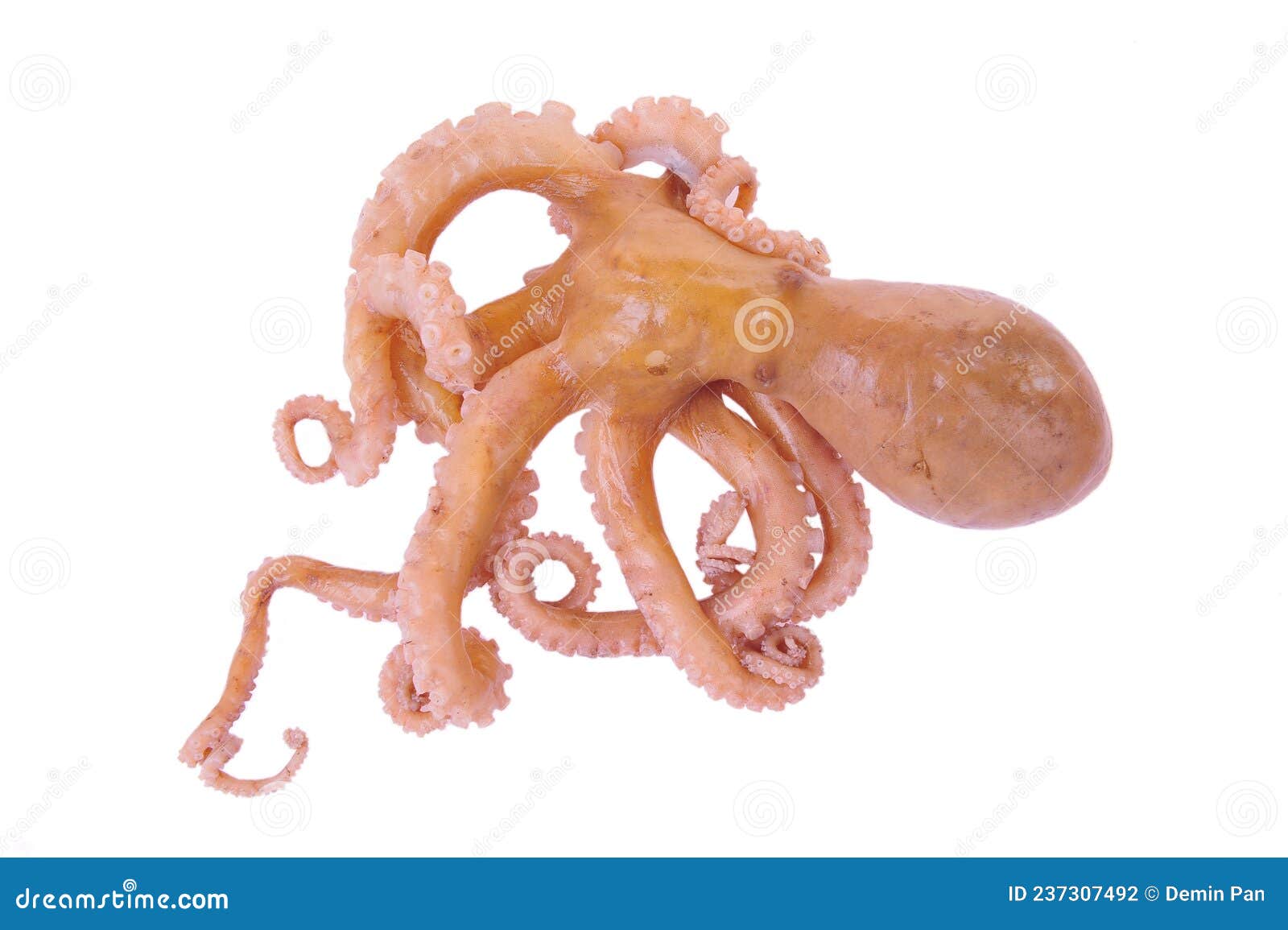 Octopus on a White Background Stock Photo - Image of tentacles, state ...