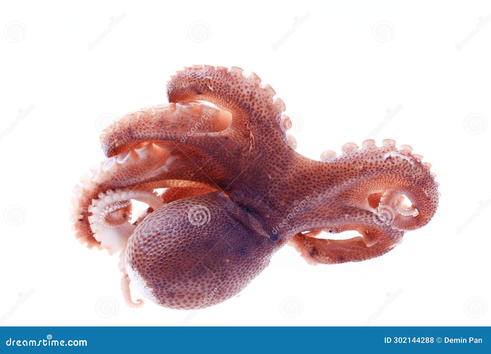 Octopus on a White Background Stock Photo - Image of healthy, cold ...