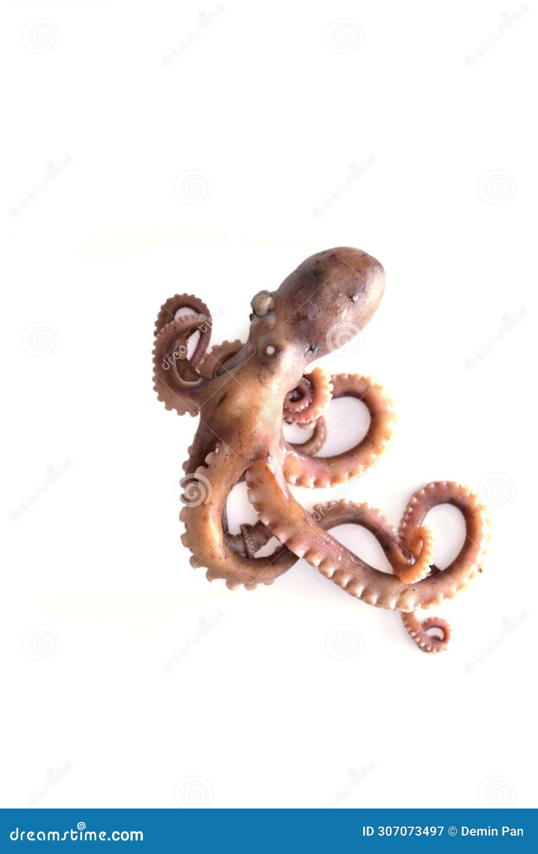 Octopus on a White Background Stock Image - Image of isolated ...