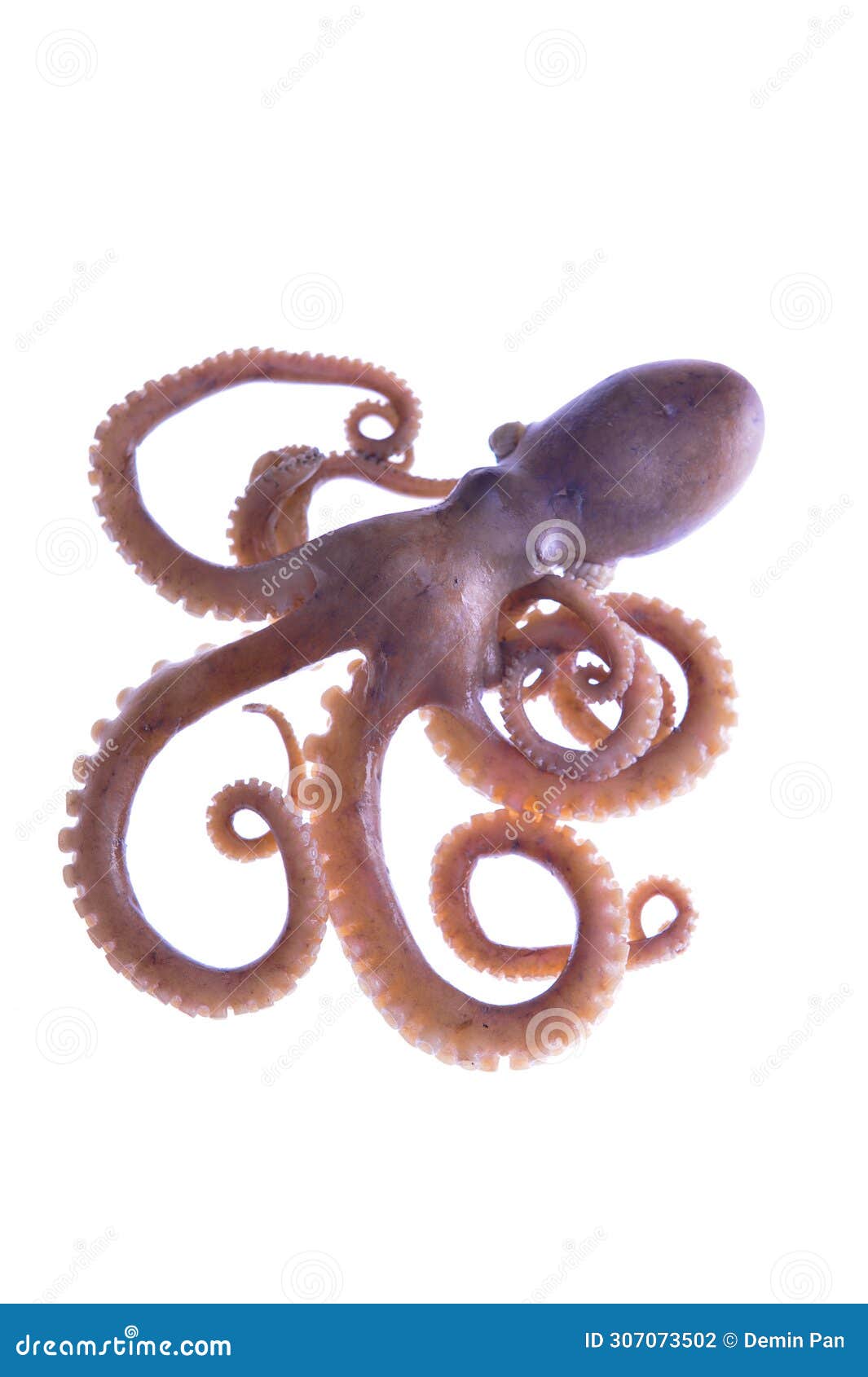 Octopus on a White Background Stock Photo - Image of healthy ...