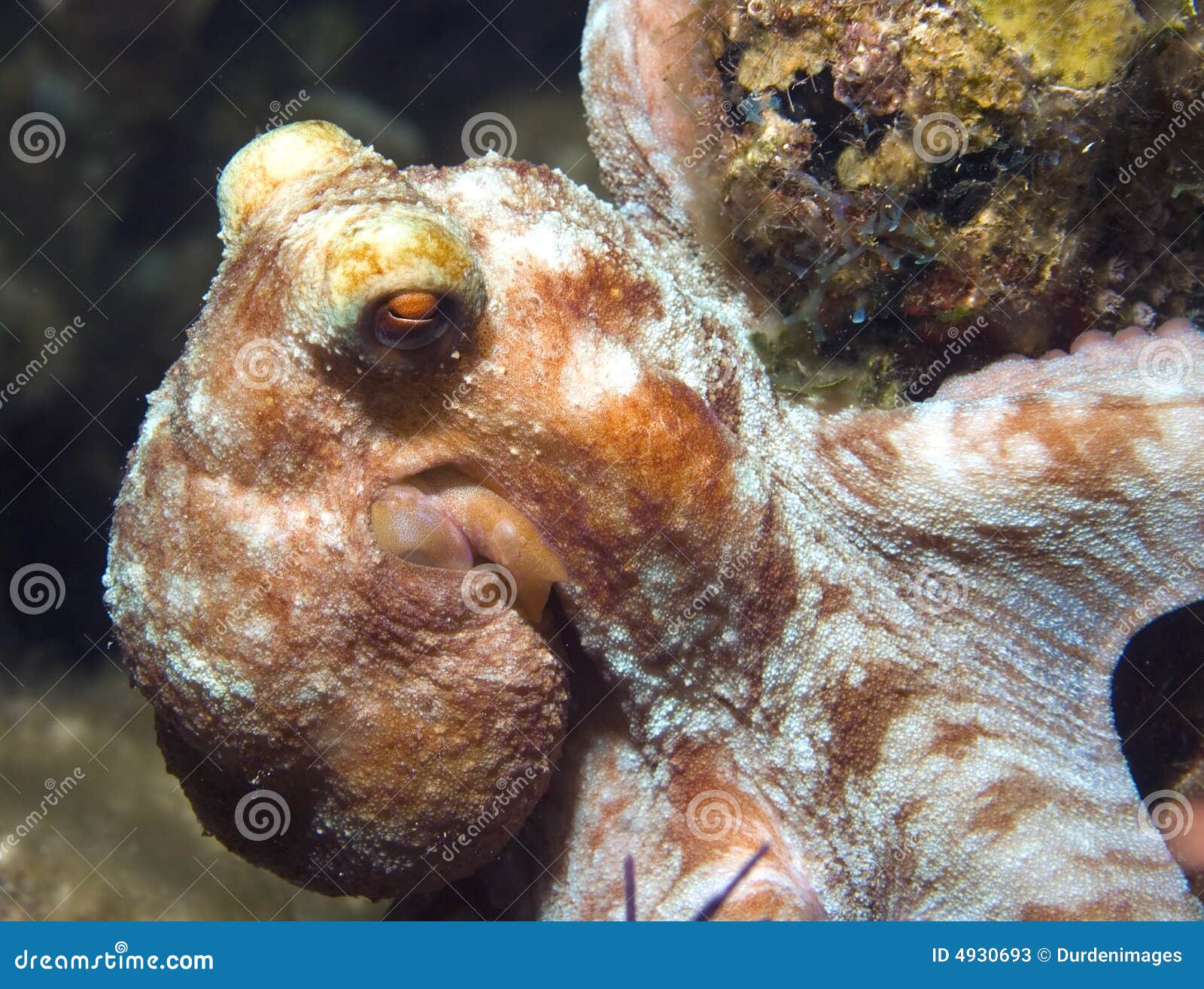Octopus in the wild stock image. Image of underwater, exploration - 4930693