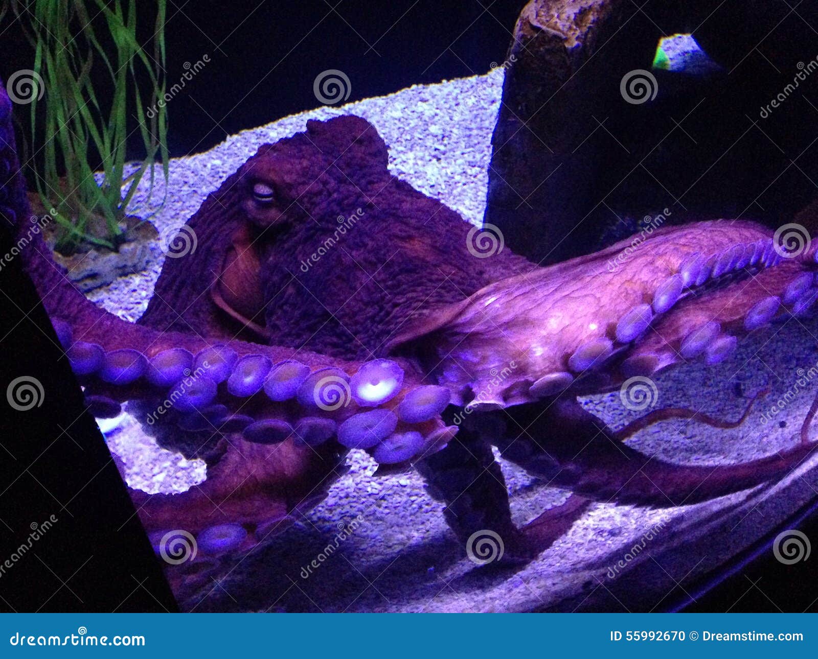 Octopus stock photo. Image of huge, octopus, smart, purple - 55992670