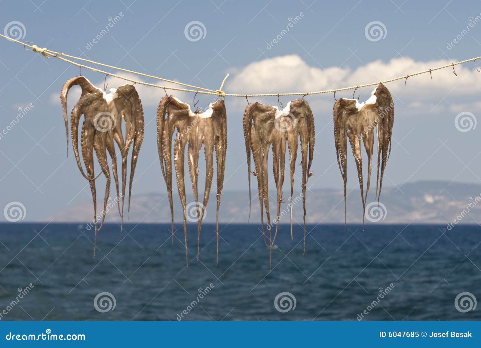 Octopuses Drying on the String in Greece Stock Image - Image of journey ...