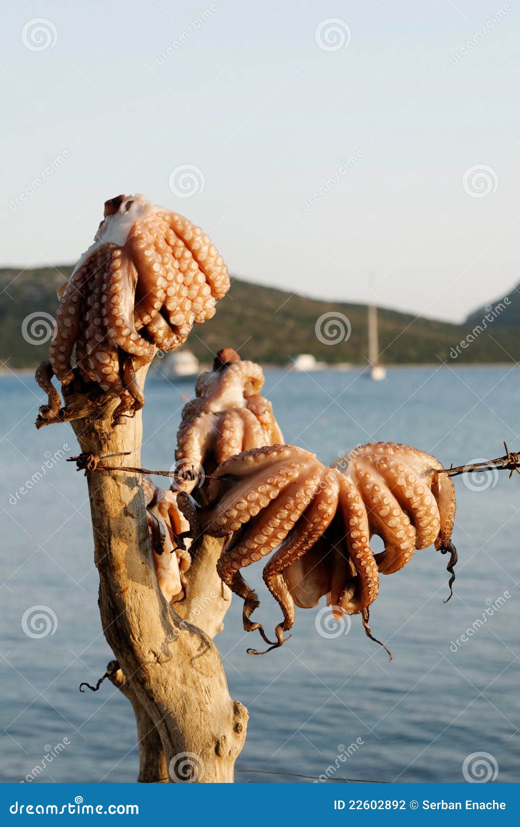 Octopuses hanging by sea stock photo. Image of background - 22602892
