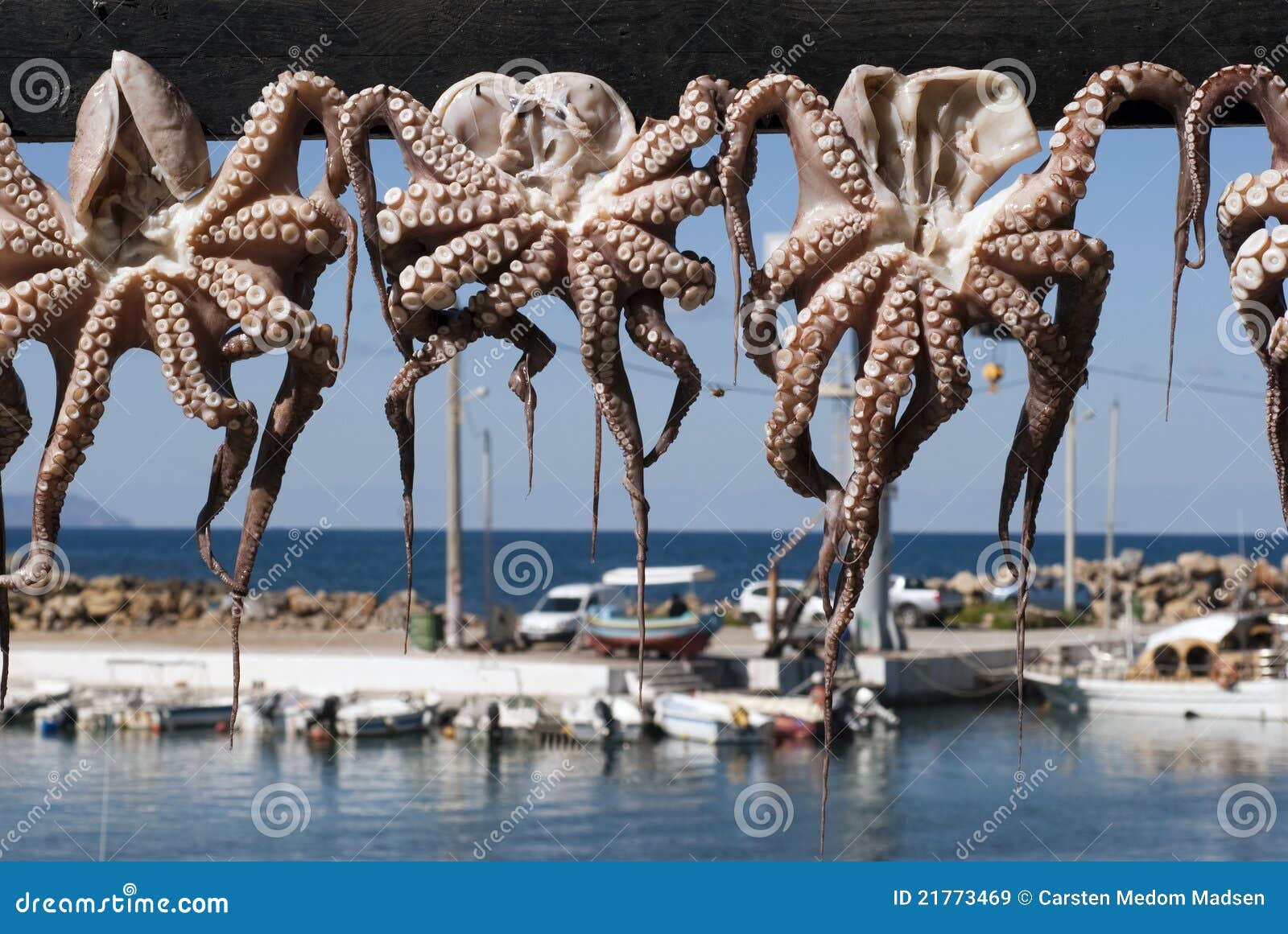 Octopuses and harbour stock image. Image of freshness - 21773469