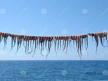 Octopuses on the String stock image. Image of delicious - 209601