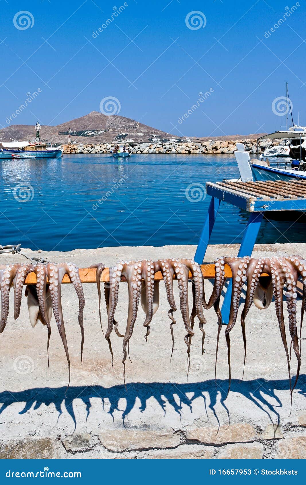 Octopuses in the sun stock image. Image of hanging, food - 16657953