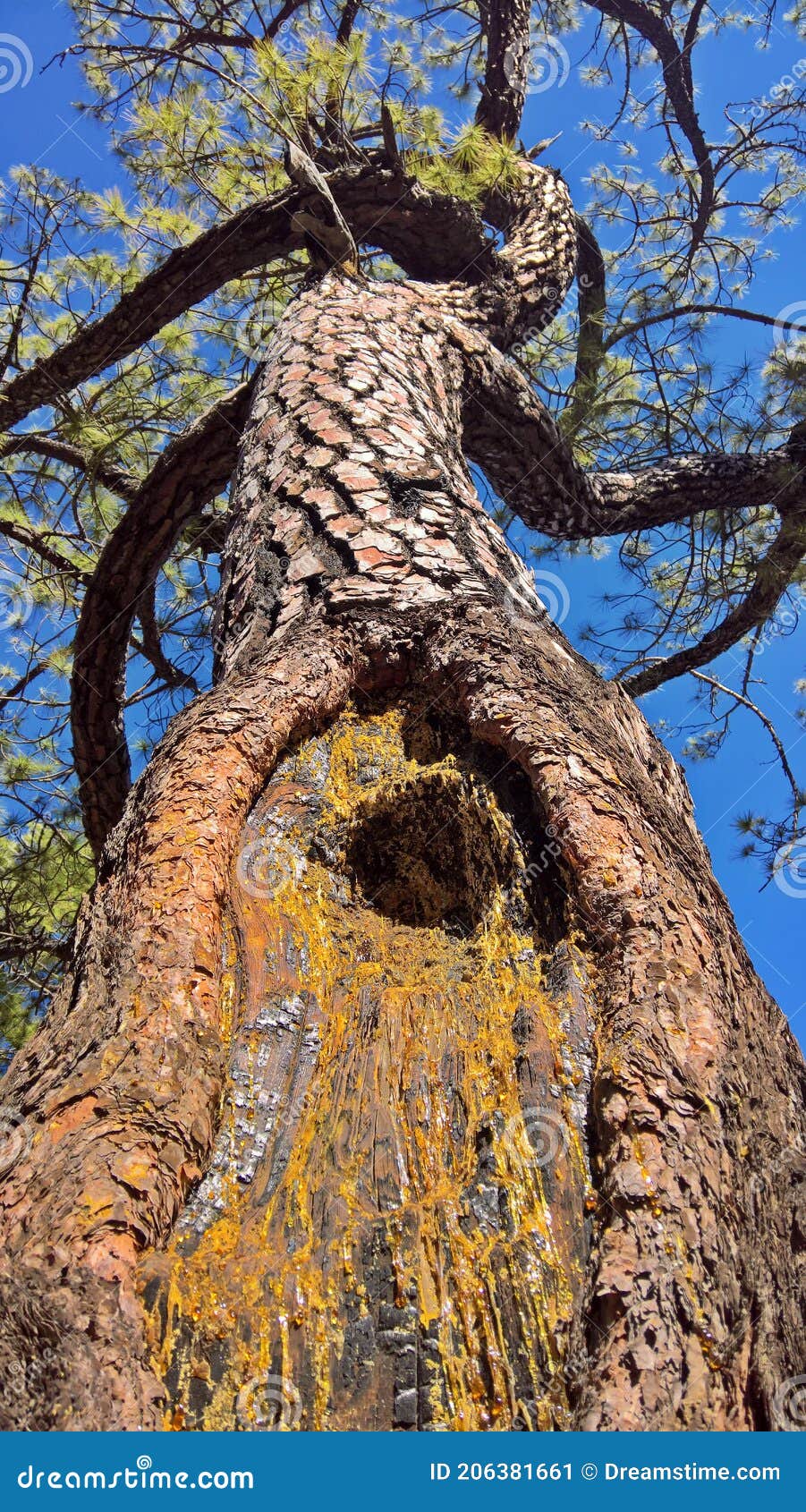 Octopus tree with resin stock image. Image of octopus - 206381661