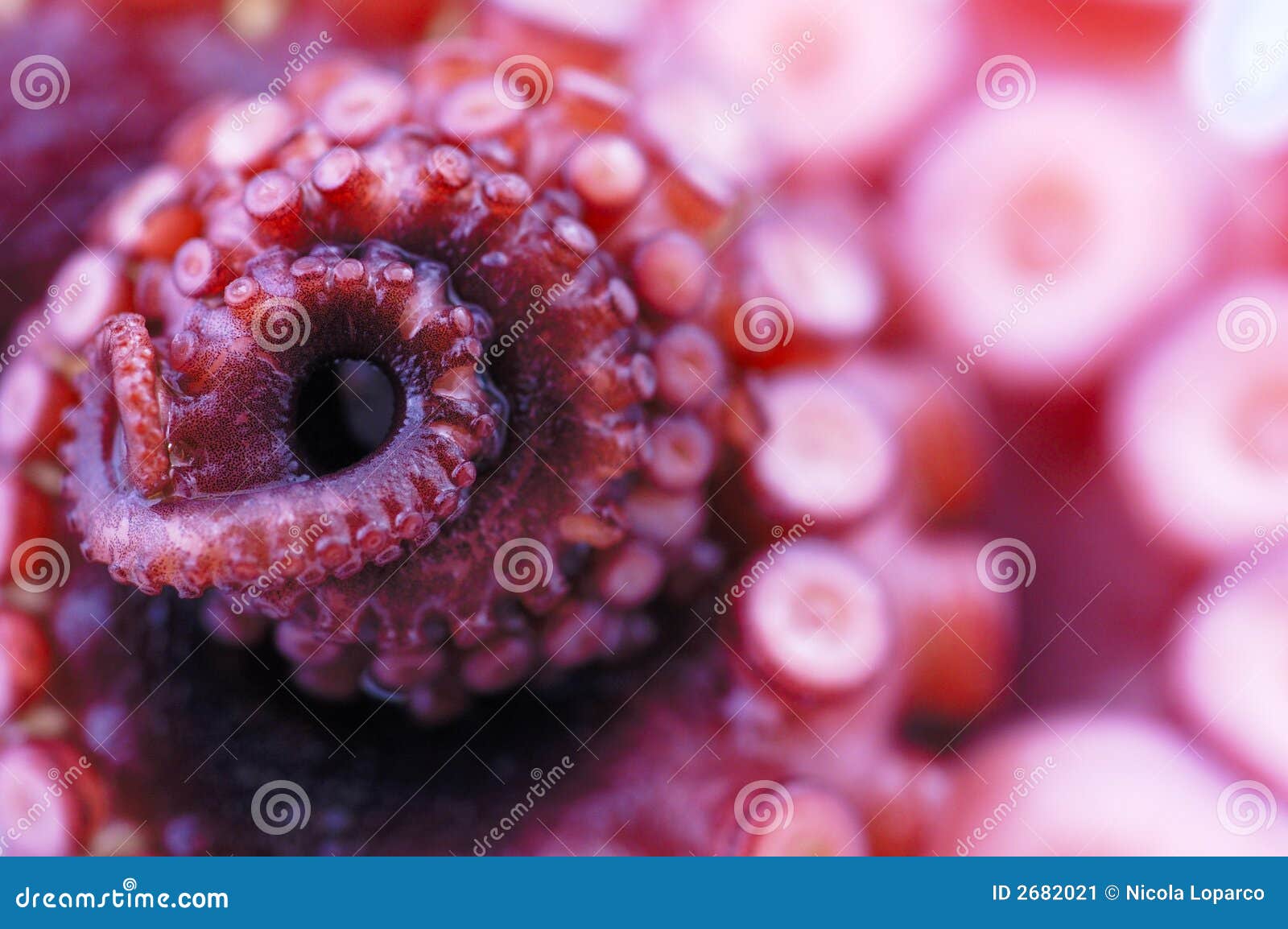 Octupus stock image. Image of india, food, closed, majestic - 2682021