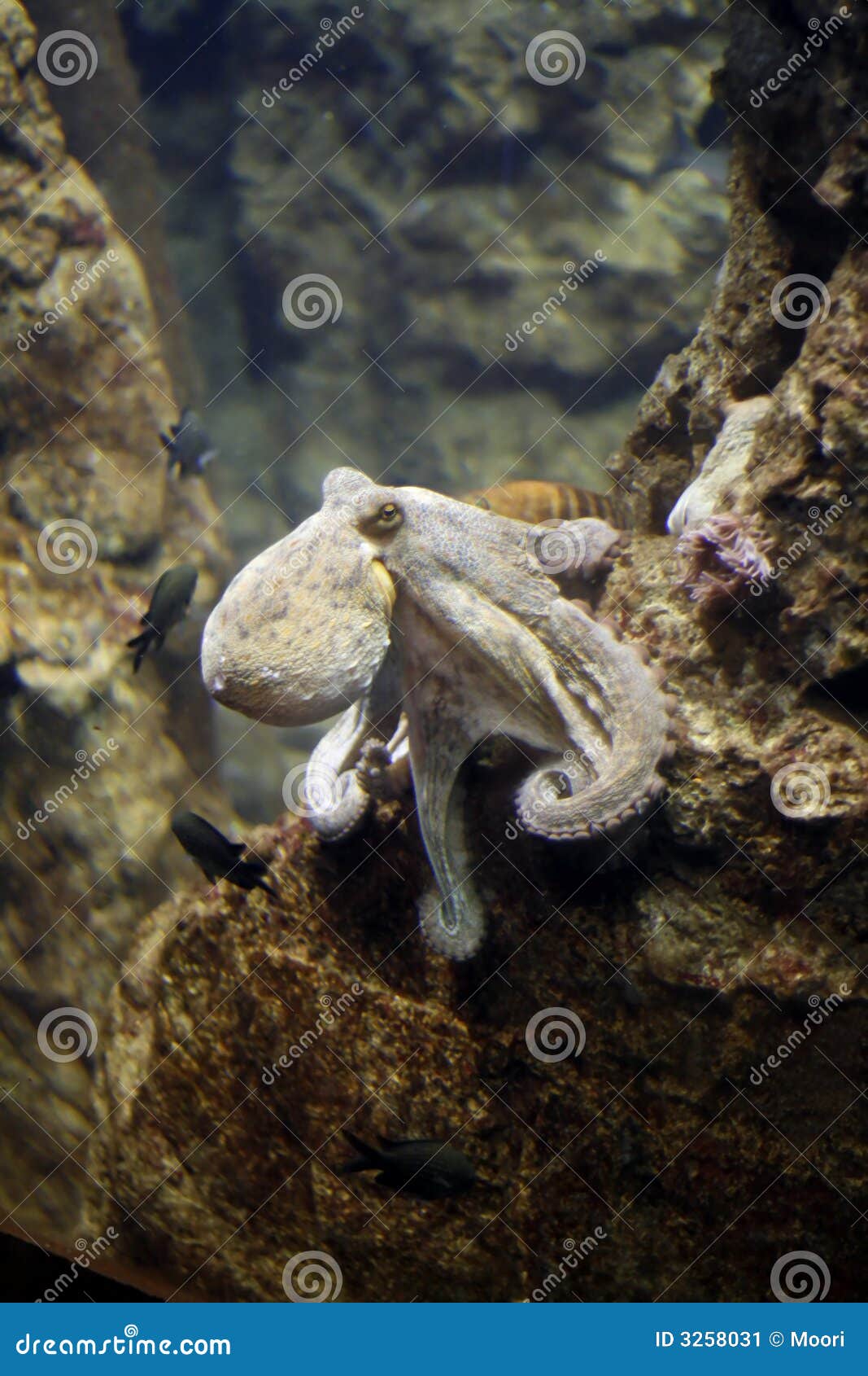 Octupus stock image. Image of octopus, fins, vivid, aquatic - 3258031