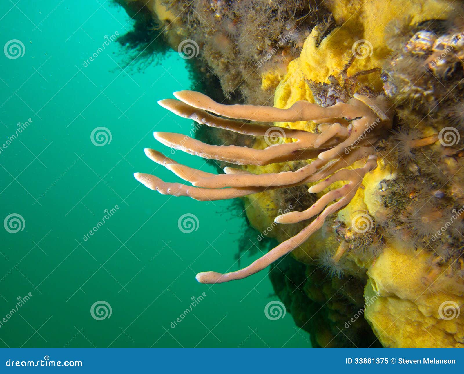 Oculata de Haliclona imagen de archivo. Imagen de habitat - 33881375