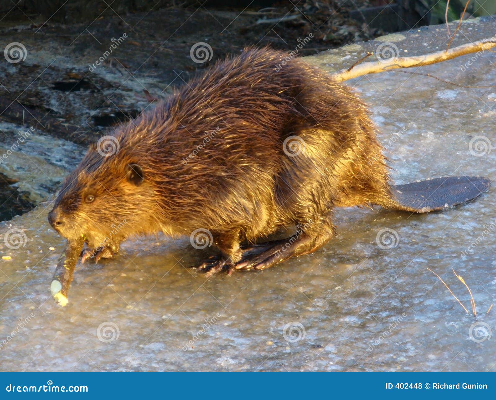 Ocupado como um castor foto de stock. Imagem de nave, castor - 402448